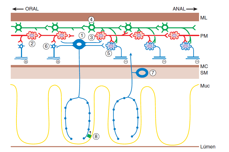 Entenda tudo sobre Procinéticos e Antieméticos - Sanarmed